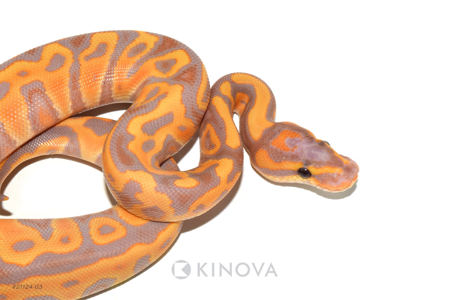 Leopard Coral Glow Het Clown Ball Python by KINOVA - MorphMarket