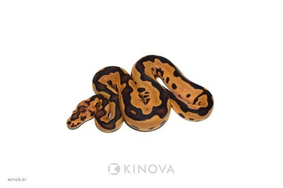Fire Clown 66% Het Puzzle (Possible Puzzle) Ball Python by KINOVA