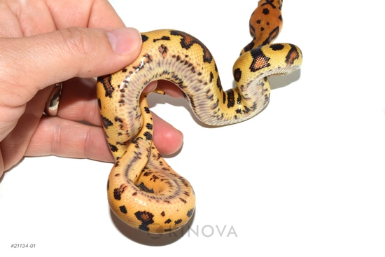 YB Batman Ball Python by KINOVA