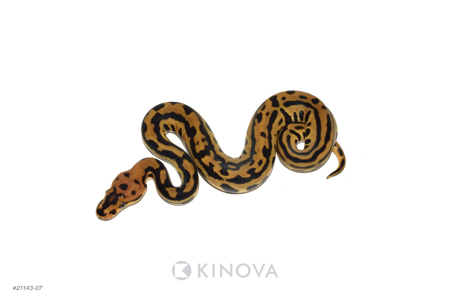 Leopard Spotnose Crypton (Dbl Het Cryptic Clown) 66% Het Desert Ghost ...