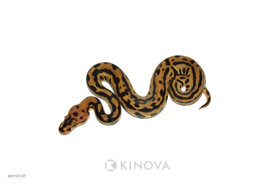 Leopard Spotnose Crypton (Dbl Het Cryptic Clown) 66% Het Desert Ghost ...