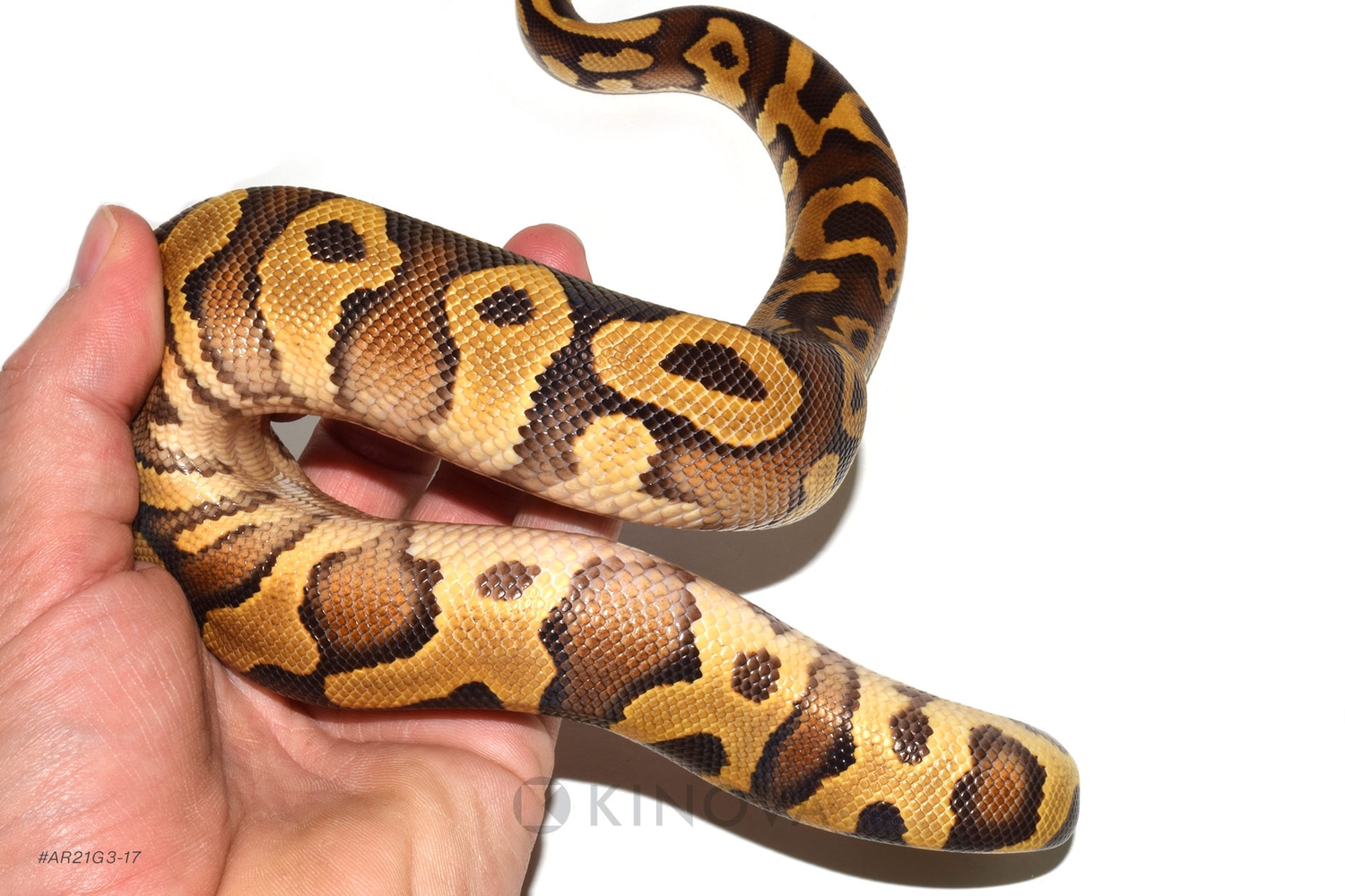 Enchi Leopard Phantom Het Clown Ball Python by KINOVA - MorphMarket