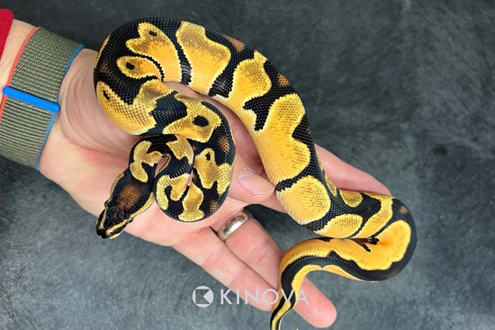 OD Enchi Jungle Woma Het Pied Ball Python by KINOVA