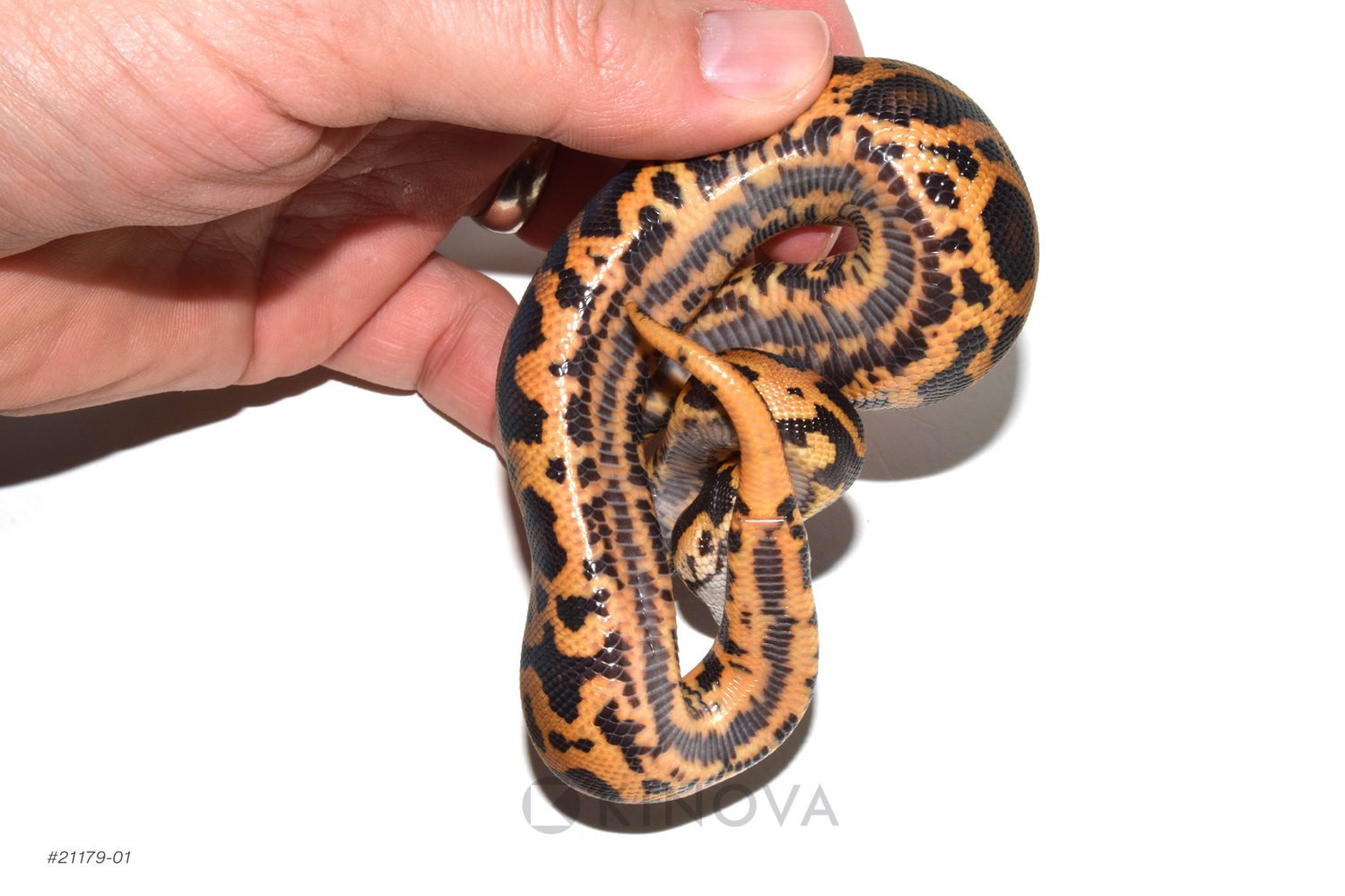 Leopard Confusion YB Het Clown Ball Python by KINOVA - MorphMarket