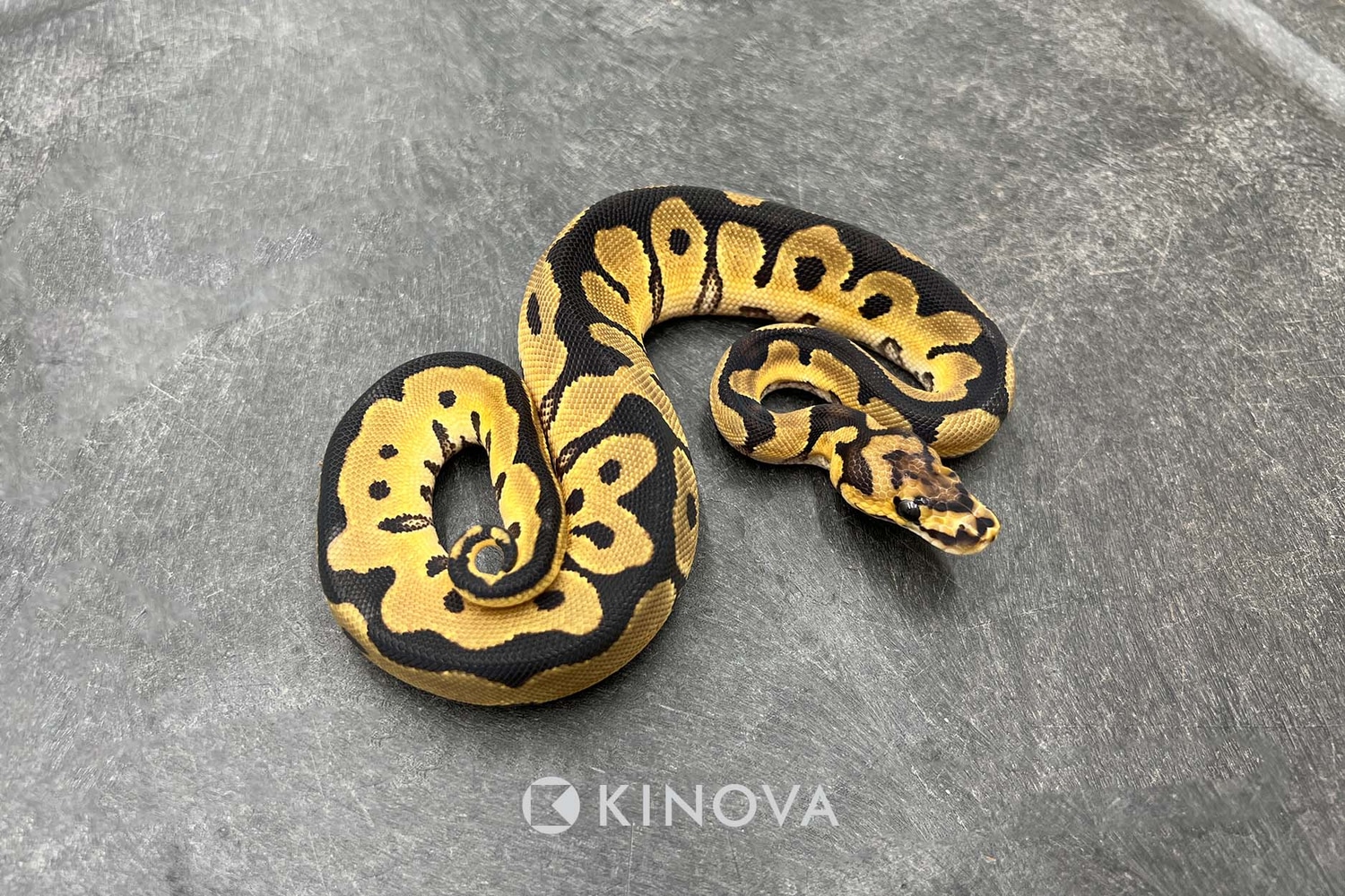 Clown 66% Het VPI Axanthic 66% Het Desert Ghost Ball Python by KINOVA ...