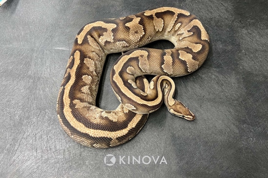 Fire YB Het Pied Ball Python by KINOVA