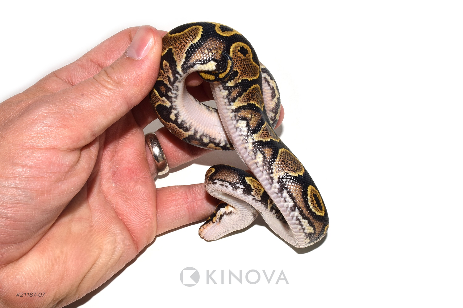 YB Lace Dbl Het Clown Pied Ball Python by KINOVA - MorphMarket
