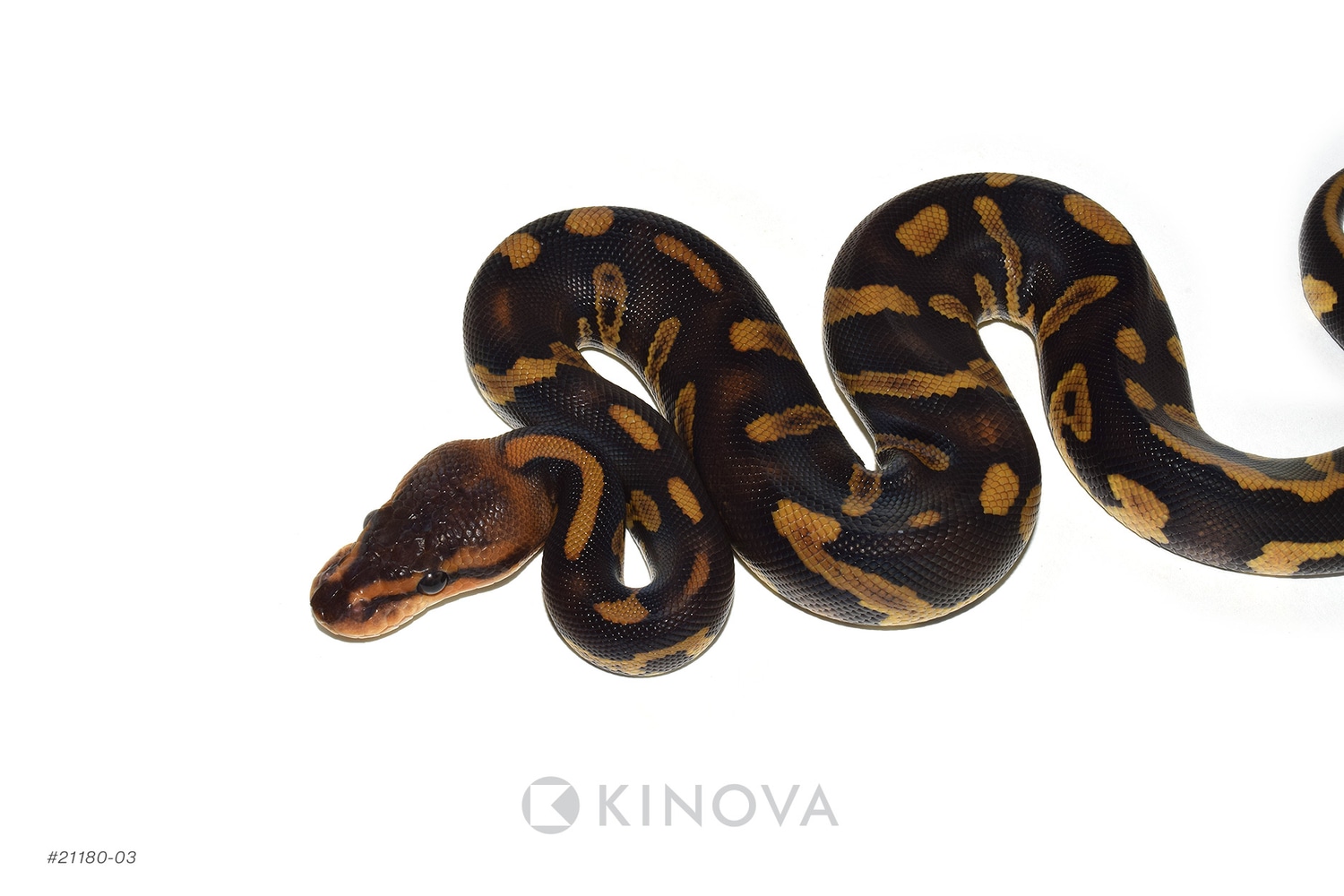 Wookie Chocolate Het Clown Ball Python by KINOVA - MorphMarket