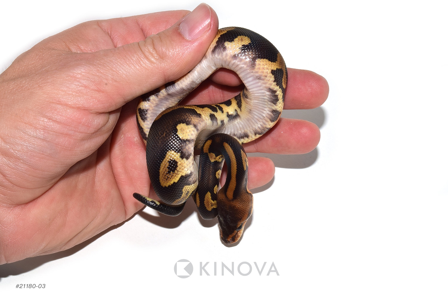 Wookie Chocolate Het Clown Ball Python by KINOVA - MorphMarket