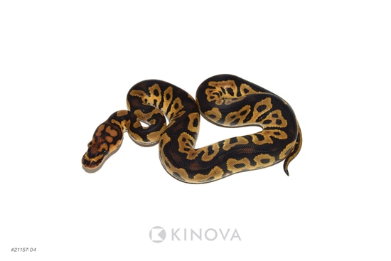 Blackhead Clown Ball Python by KINOVA