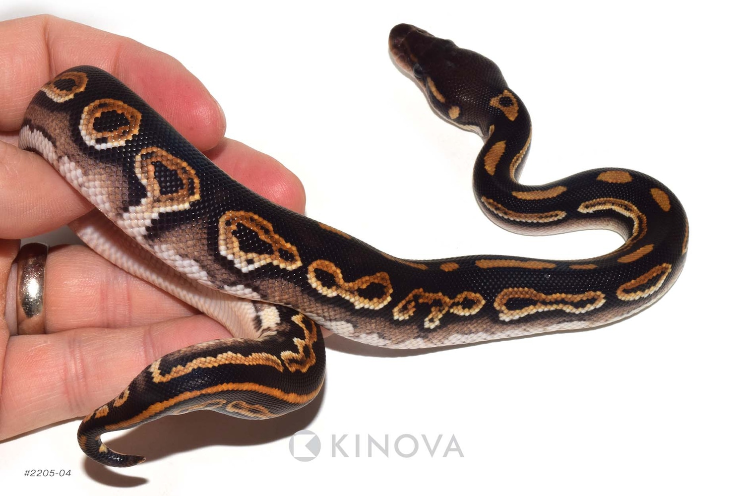 Black Pastel Blackhead Dbl Het Lavender Clown Ball Python by KINOVA - MorphMarket