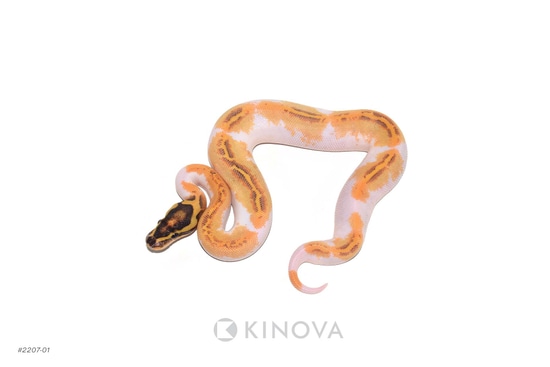 Enchi Freeway Pied Ball Python by KINOVA