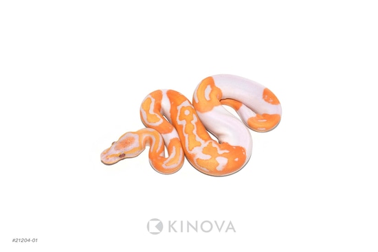 Dreamsicle (Poss GeneX) Ball Python by KINOVA