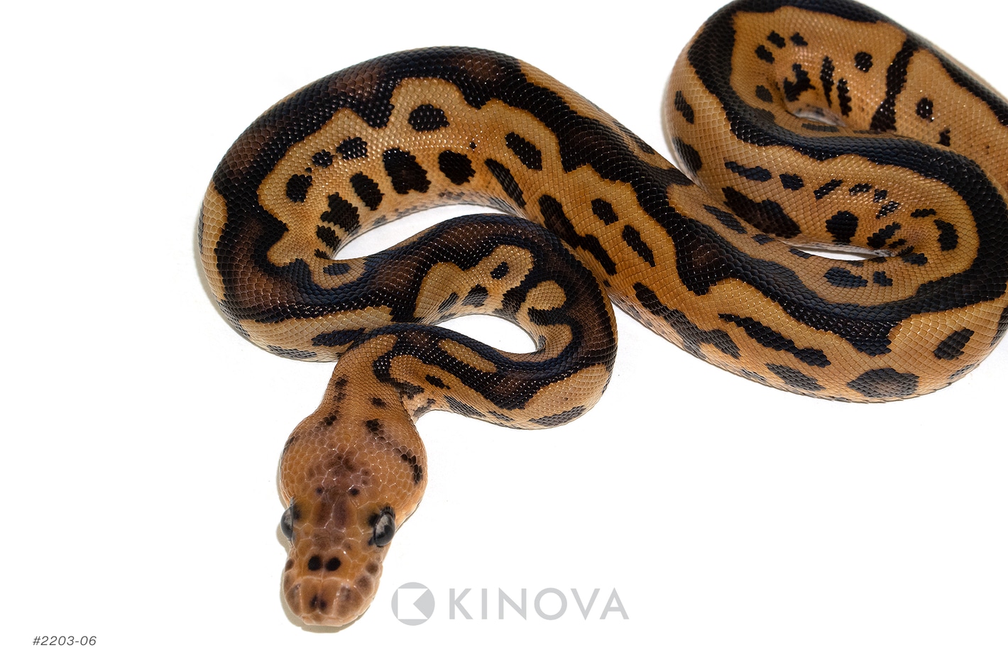 Black Pastel Batman Ball Pythons by KINOVA - MorphMarket🦀 Descubra a ...