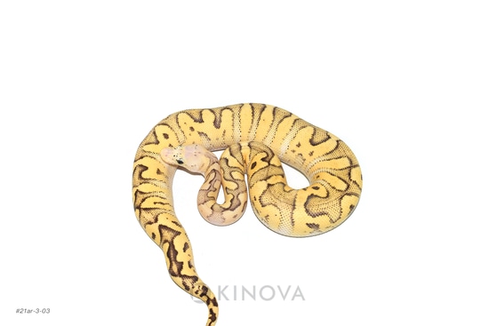 Firefly GHI Clown (Possible OD) Ball Python by KINOVA