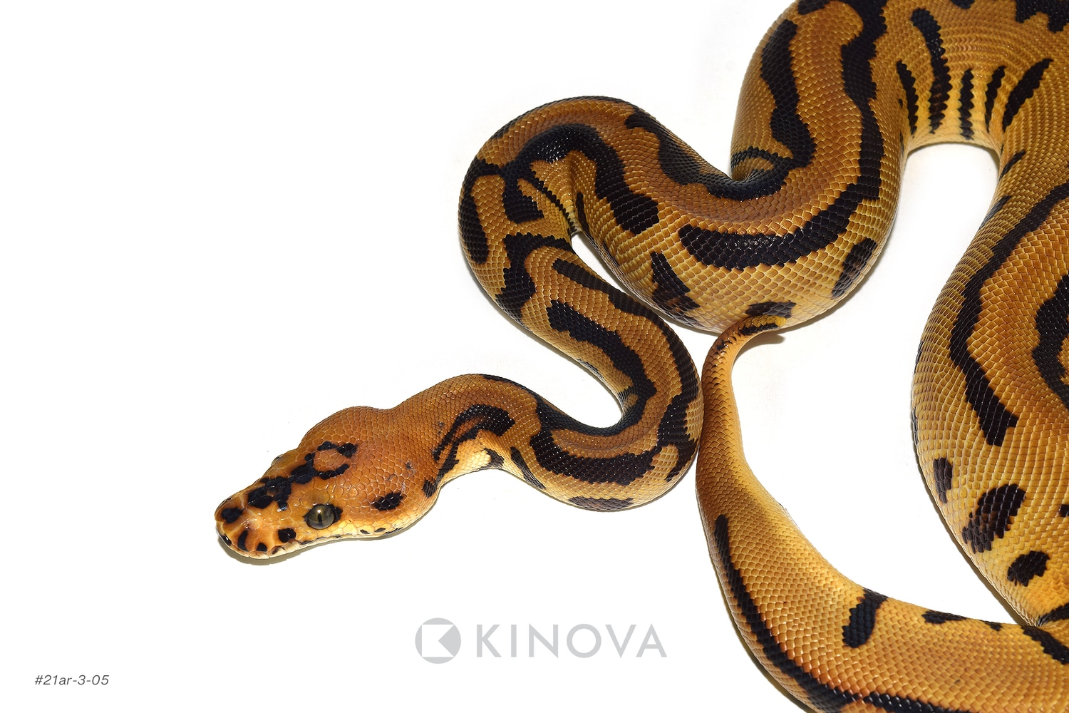 Batman Ball Python by KINOVA - MorphMarket