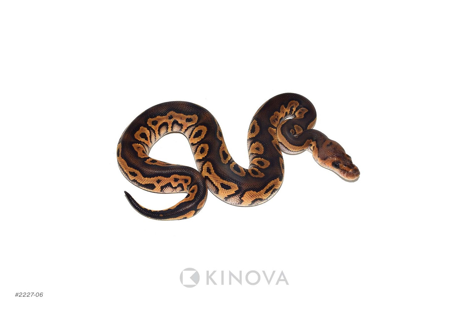 Black Pastel Clown Ball Python by KINOVA - MorphMarket