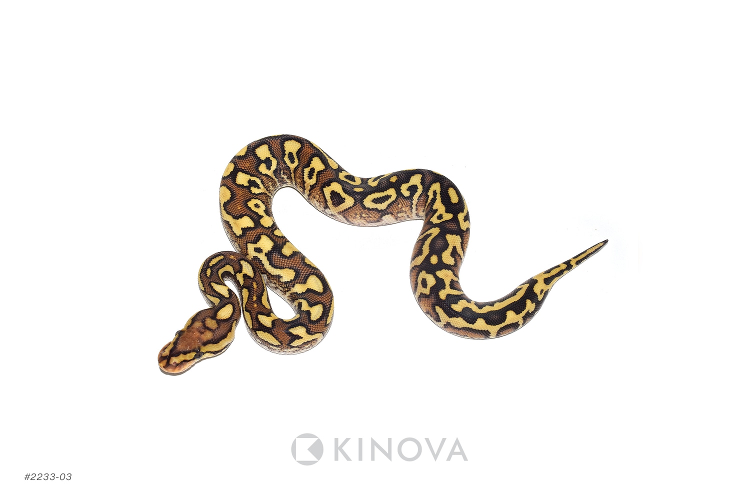 Redstripe YB Spotnose Mojave Triple Het Ultramel Cryptic Clown Ball ...