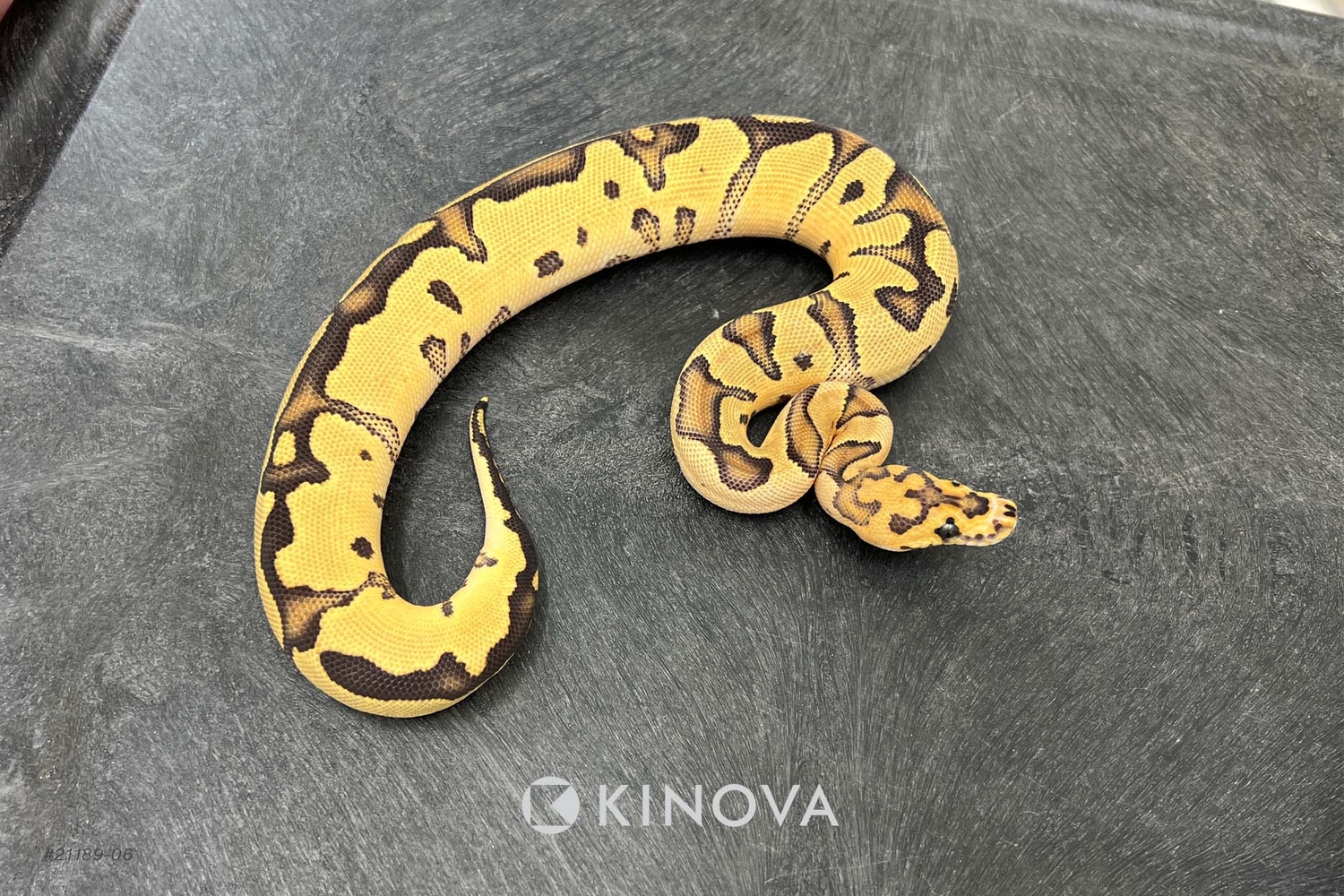 Fire Clown Ball Python by KINOVA - MorphMarket