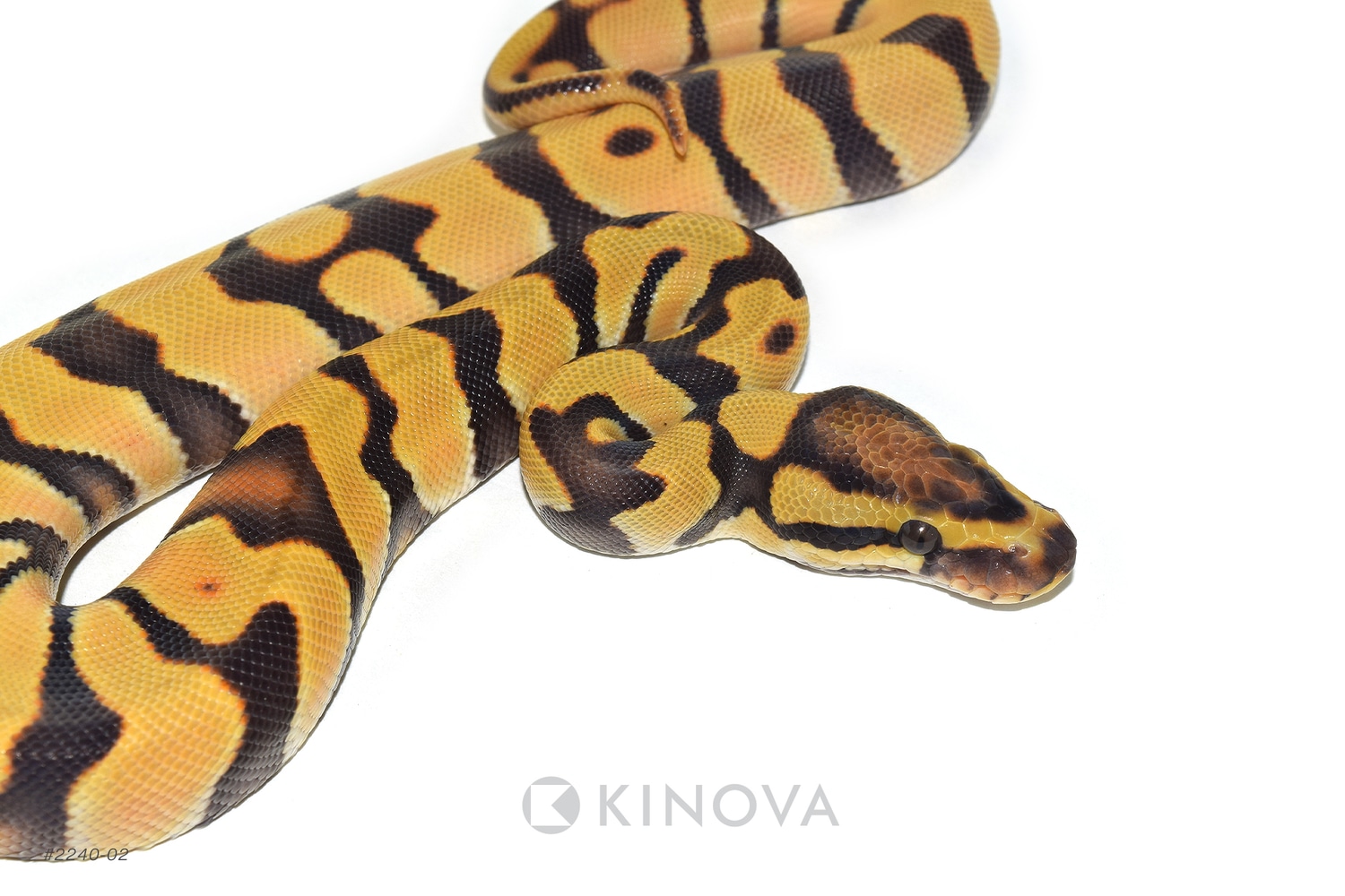 OD Enchi Desert Ghost 50% Het Cryptic Ball Python by KINOVA - MorphMarket