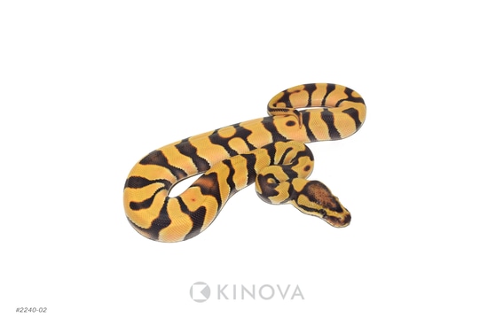 OD Enchi Desert Ghost 50% Het Cryptic Ball Python by KINOVA