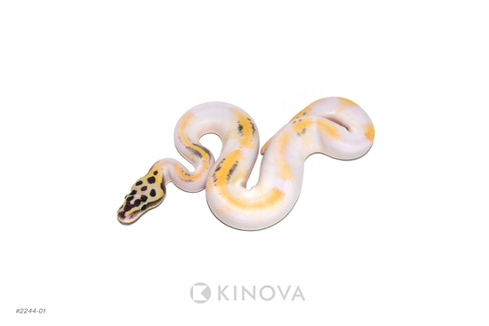 Pastel Enchi Leopard Highway Pied (Possible OD) Ball Python by KINOVA