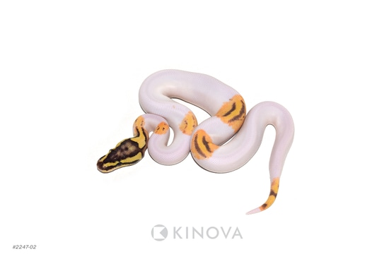 Firefly OD Pied Ball Python by KINOVA