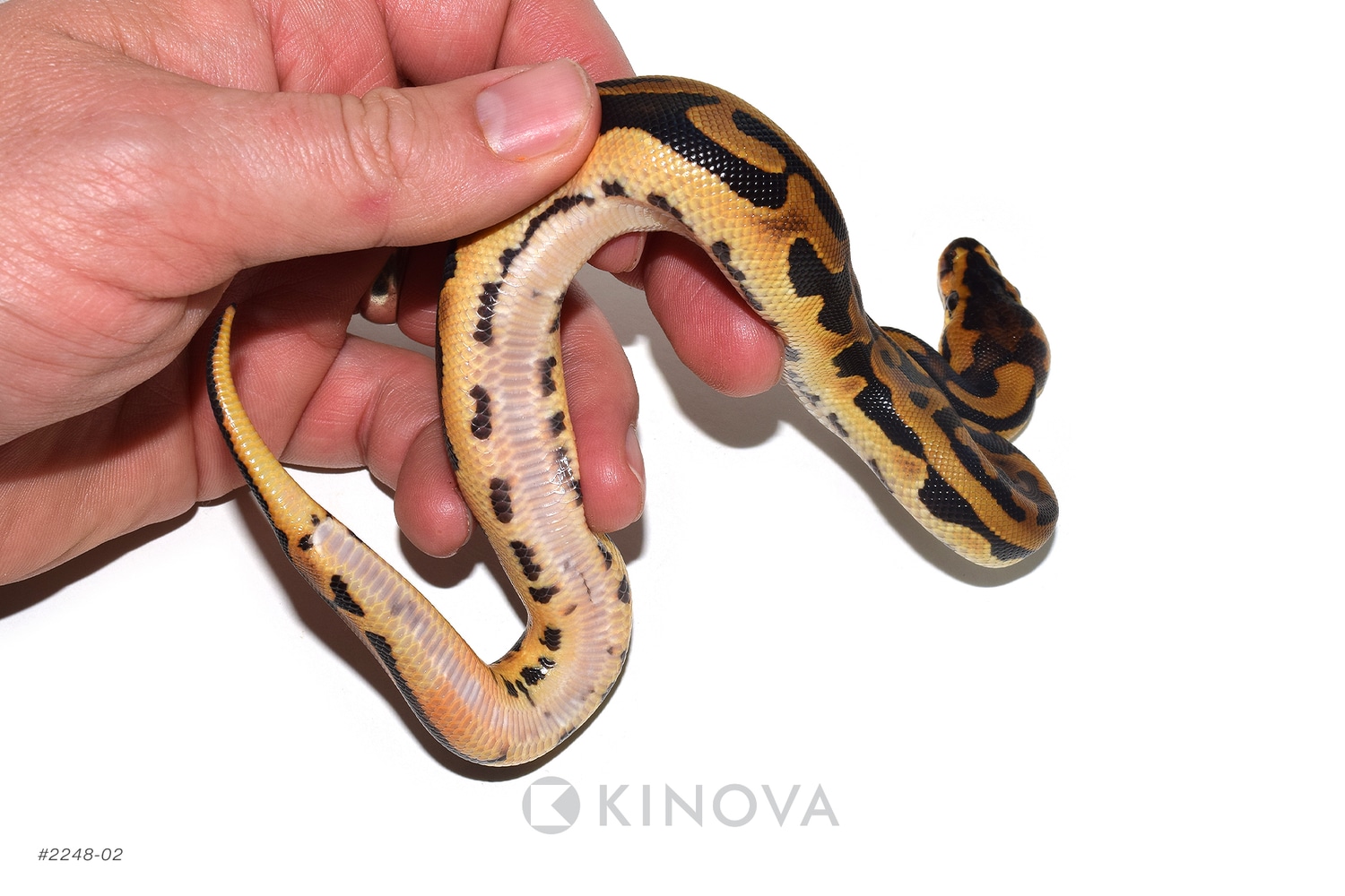 Leopard Puzzle Ball Python by KINOVA - MorphMarket