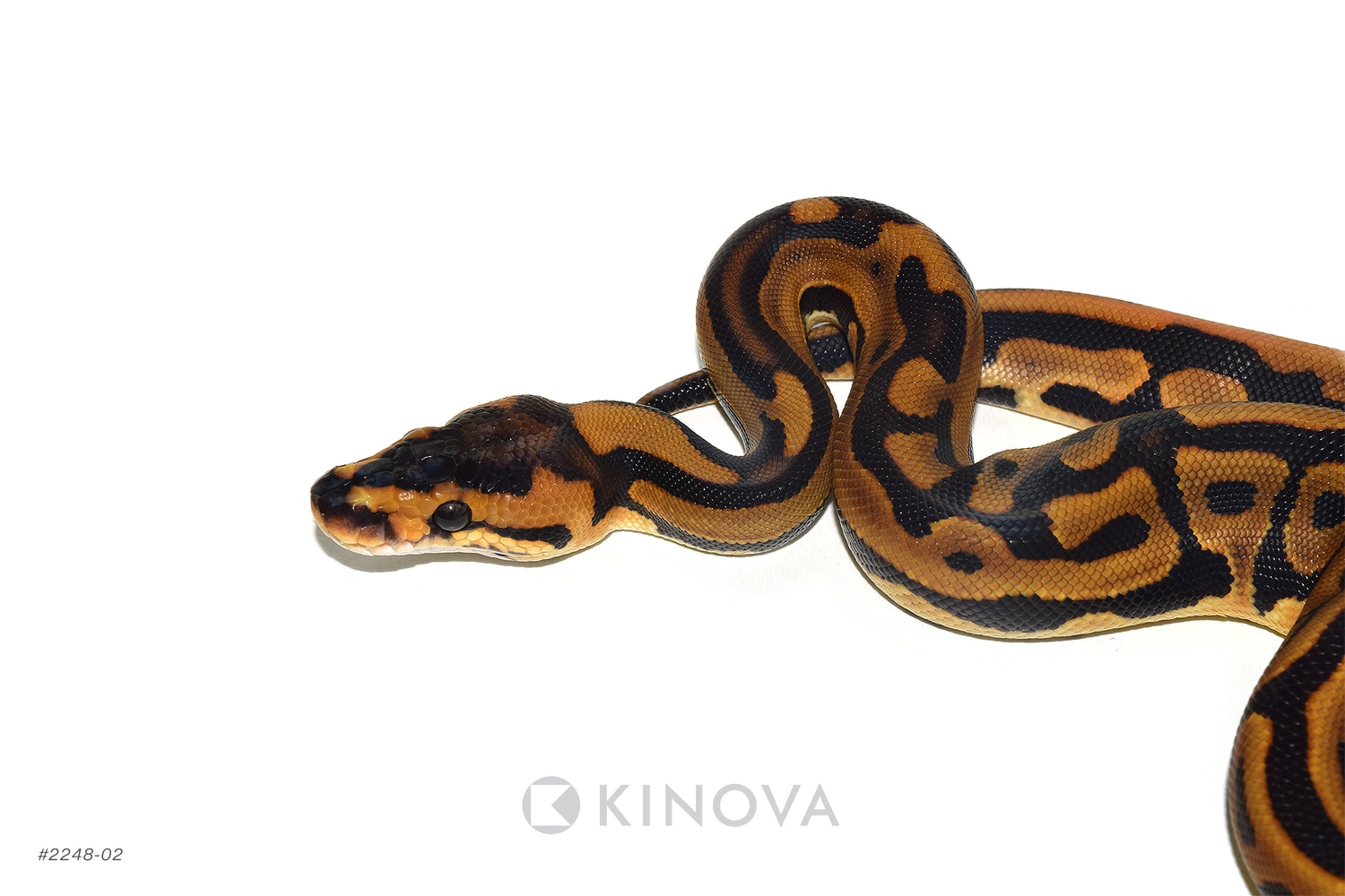 Leopard Puzzle Ball Python by KINOVA - MorphMarket