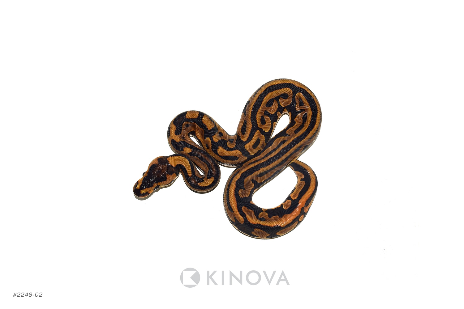 Leopard Puzzle Ball Python by KINOVA - MorphMarket