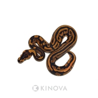 Leopard Puzzle Ball Python by KINOVA - MorphMarket