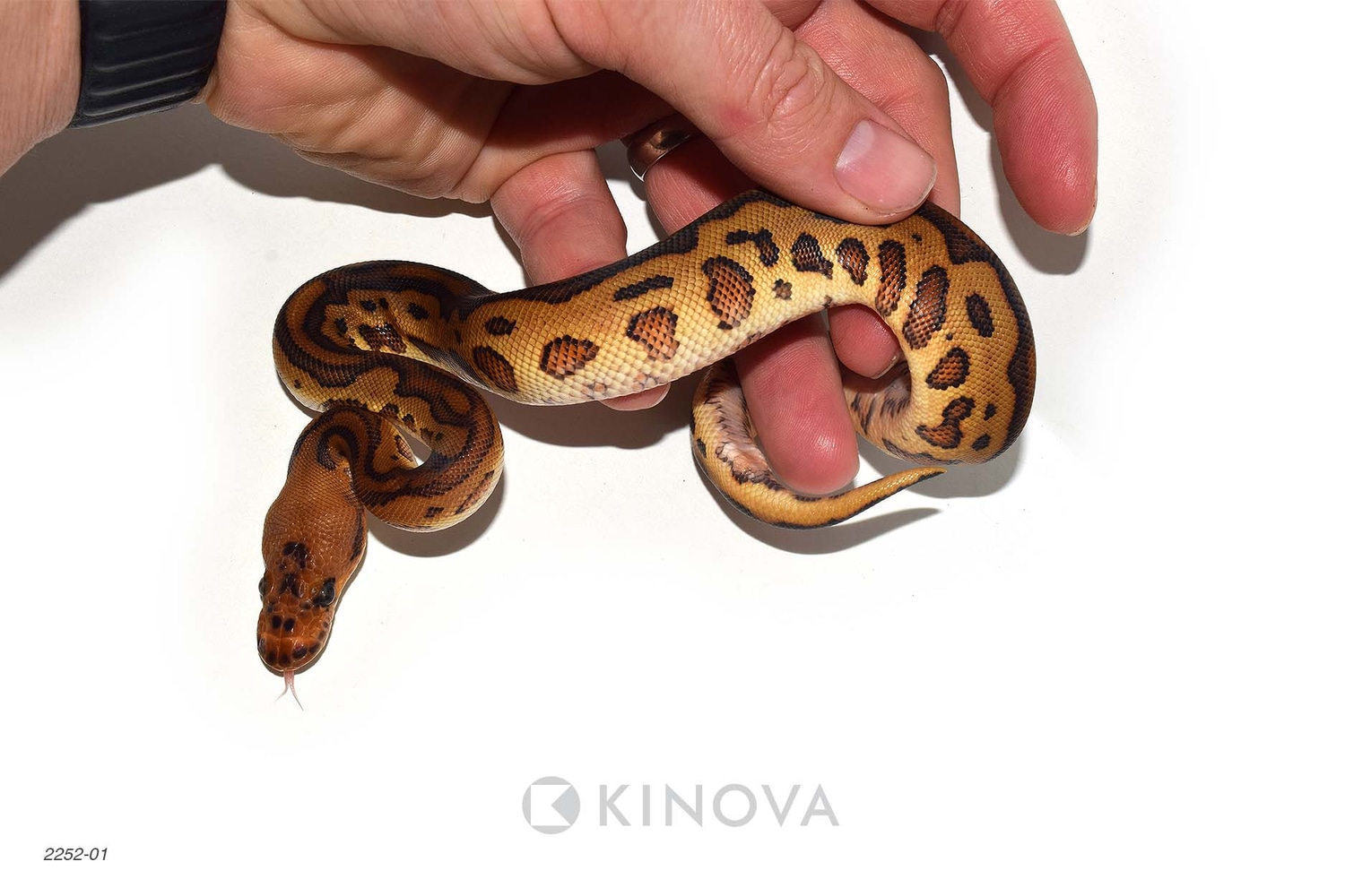 Cypress Redstripe YB Leopard Clown Ball Python by KINOVA - MorphMarket