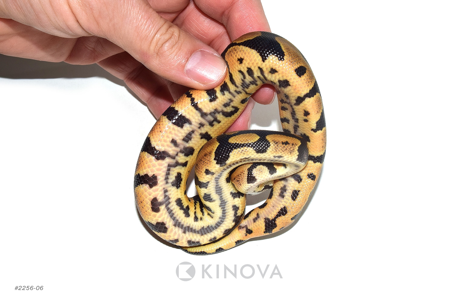 Confusion 66% Het Puzzle 50% Het Clown Ball Python by KINOVA - MorphMarket