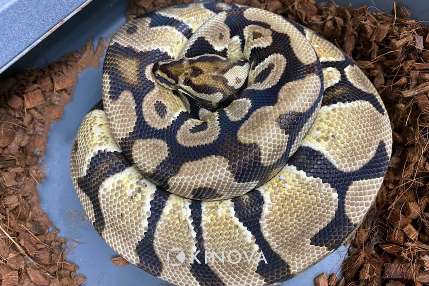 OD Spotnose Ball Python by KINOVA - MorphMarket