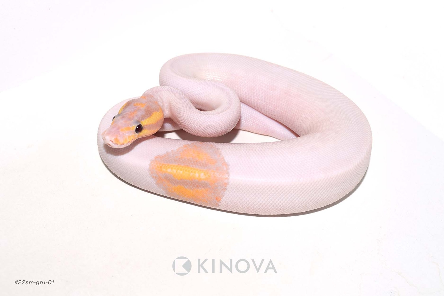 Fire Coral Glow Pied Ball Python by KINOVA - MorphMarket