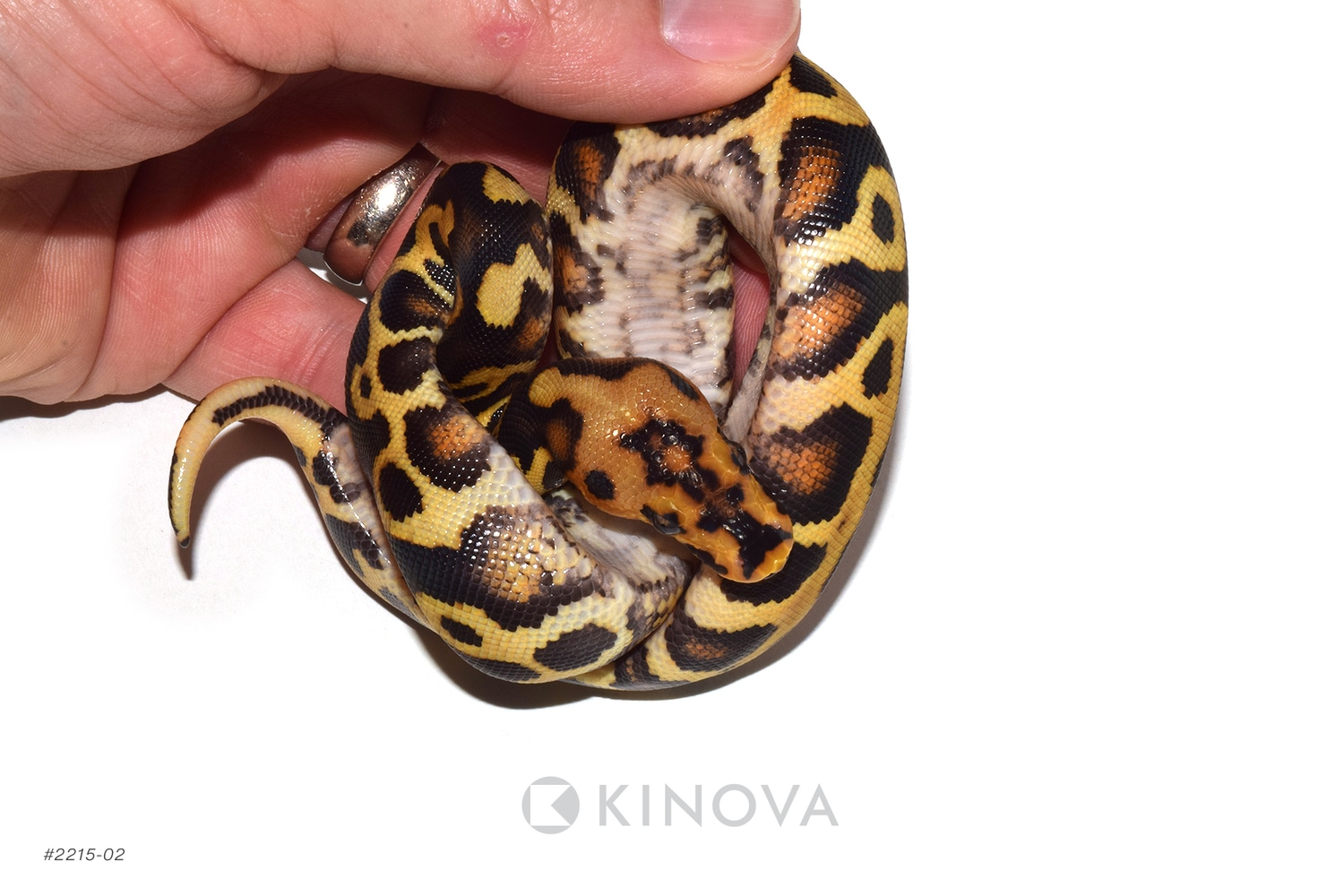 Chocolate Spotnose YB Clown Ball Python by KINOVA - MorphMarket