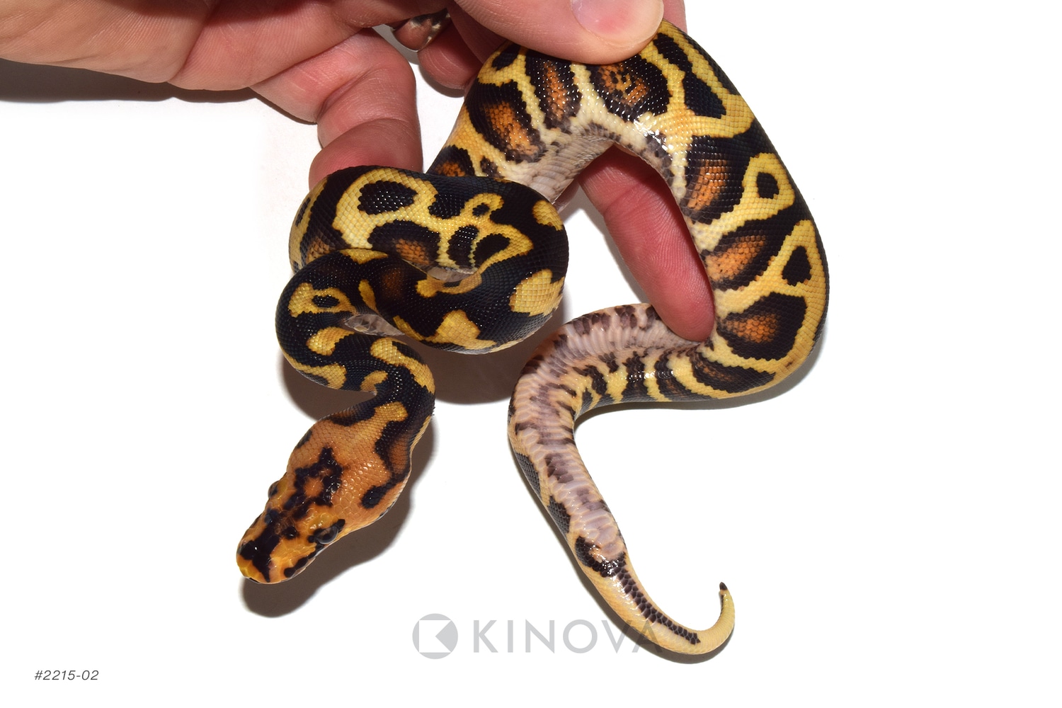 Chocolate Spotnose YB Clown Ball Python by KINOVA - MorphMarket