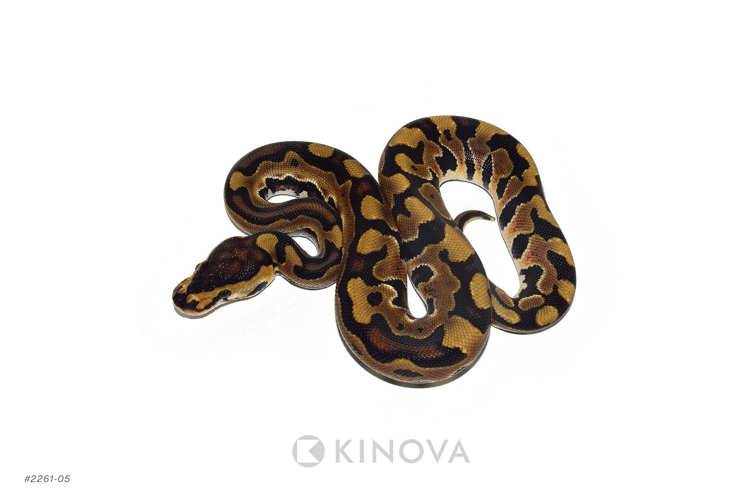 Puzzle Ball Python by KINOVA - MorphMarket