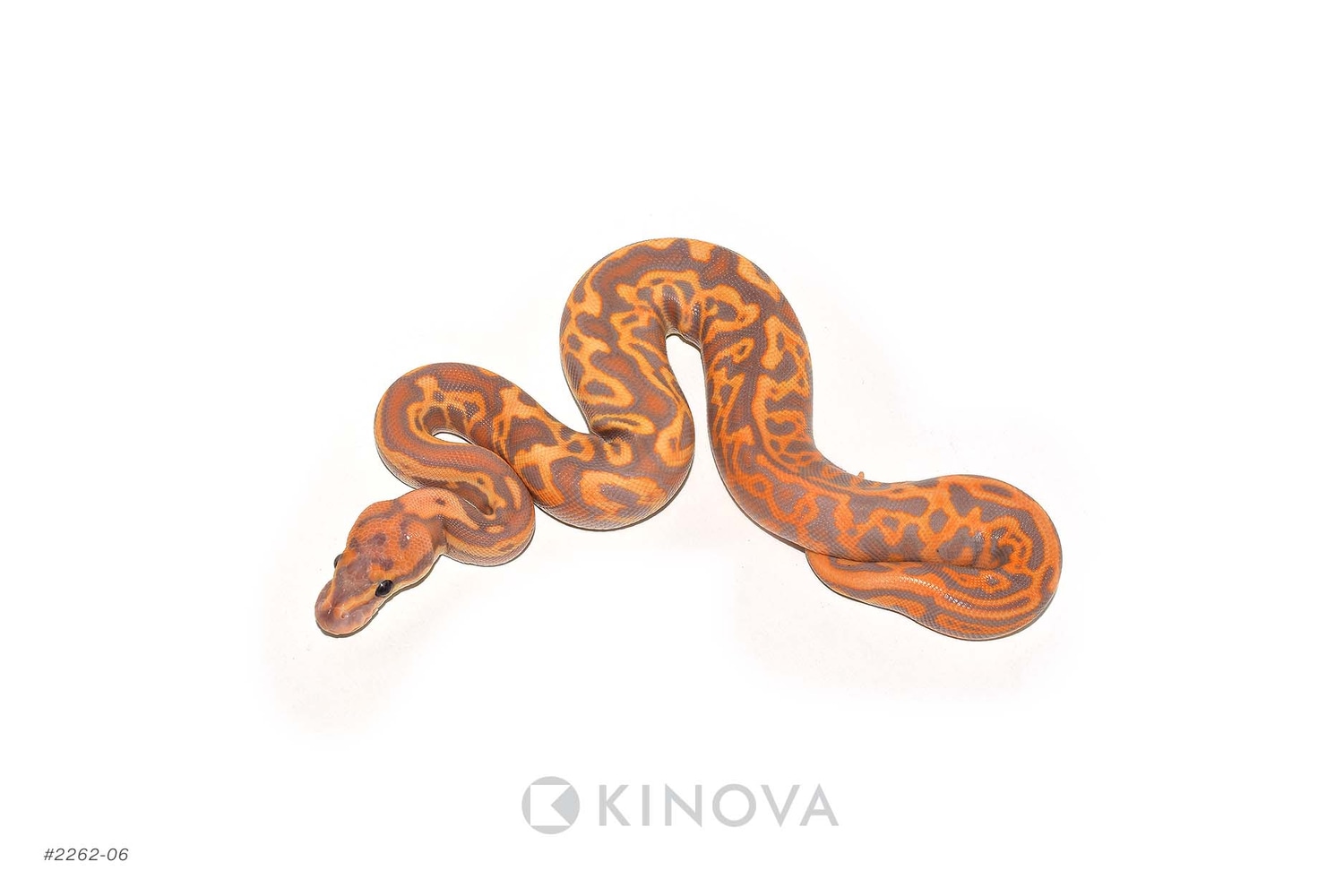 Black Pastel YB Leopard Spotnose Coral Glow Het Clown (F Maker) Ball ...