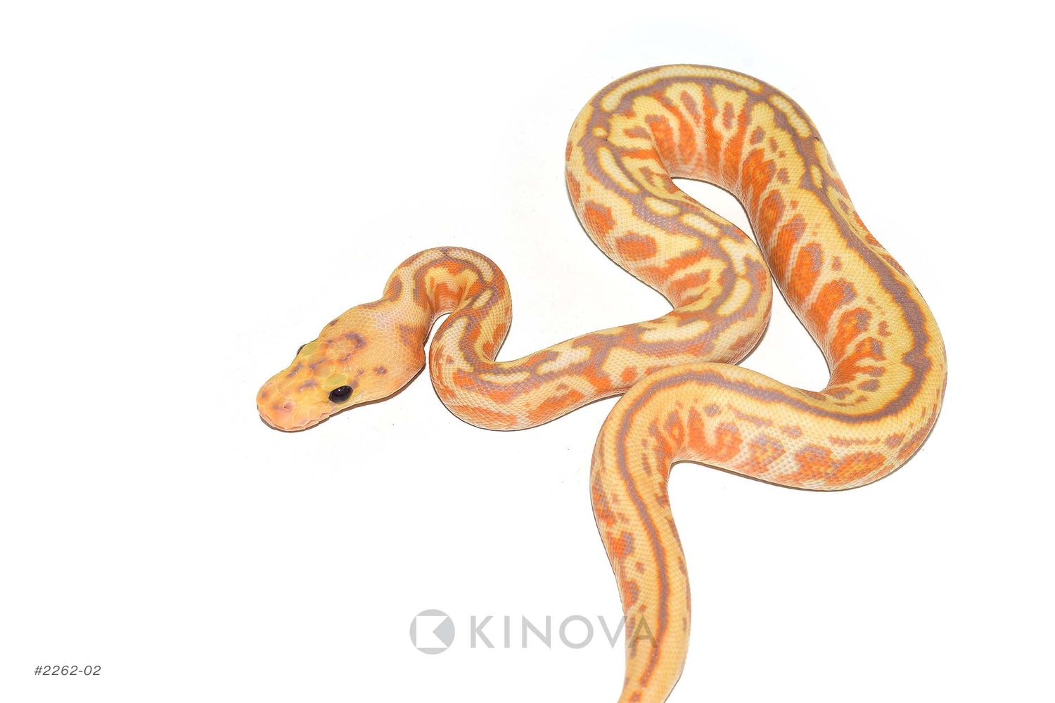 YB Coral Glow Powerball Clown (Possible Leopard Redstripe) Ball Python ...