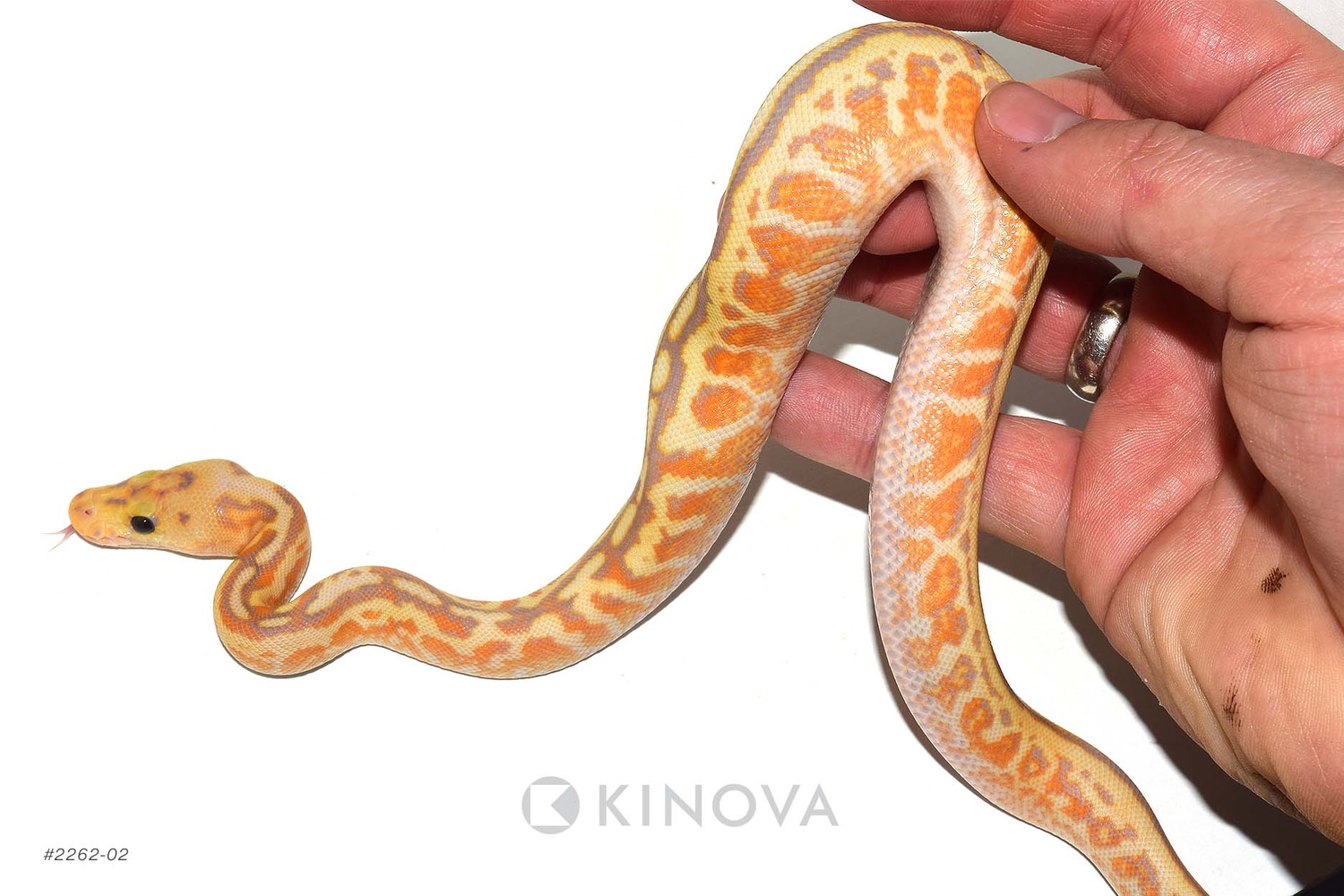 YB Coral Glow Powerball Clown (Possible Leopard Redstripe) Ball Python ...