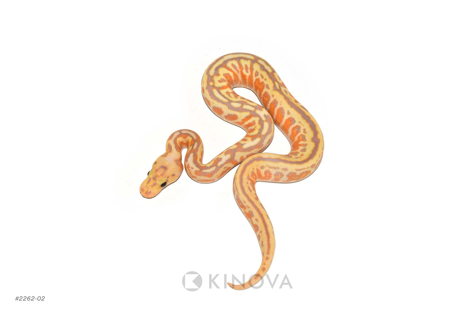 YB Coral Glow Powerball Clown (Possible Leopard Redstripe) Ball Python ...