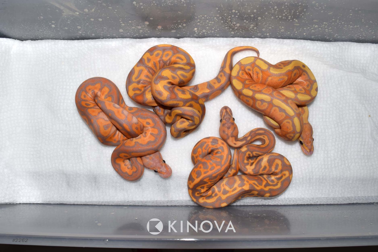 YB Coral Glow Powerball Clown (Possible Leopard Redstripe) Ball Python ...