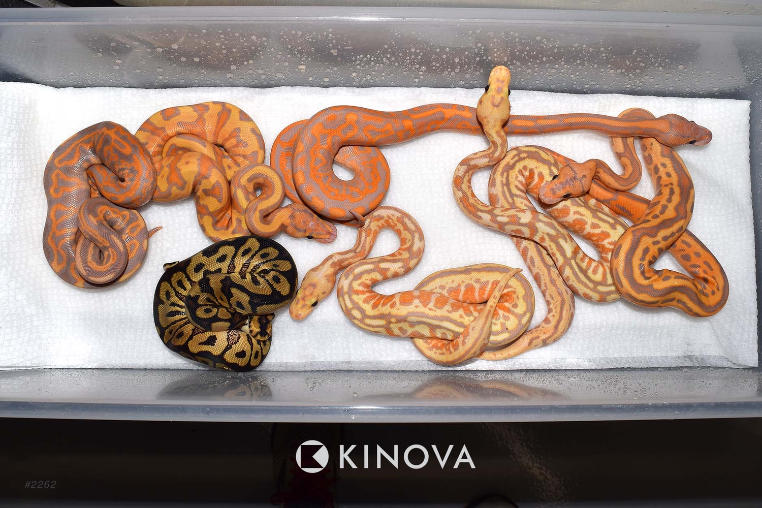 YB Coral Glow Powerball Clown (Possible Leopard Redstripe) Ball Python ...