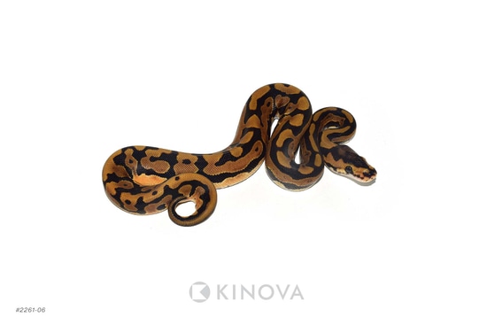 Confusion Puzzle Ball Python by KINOVA