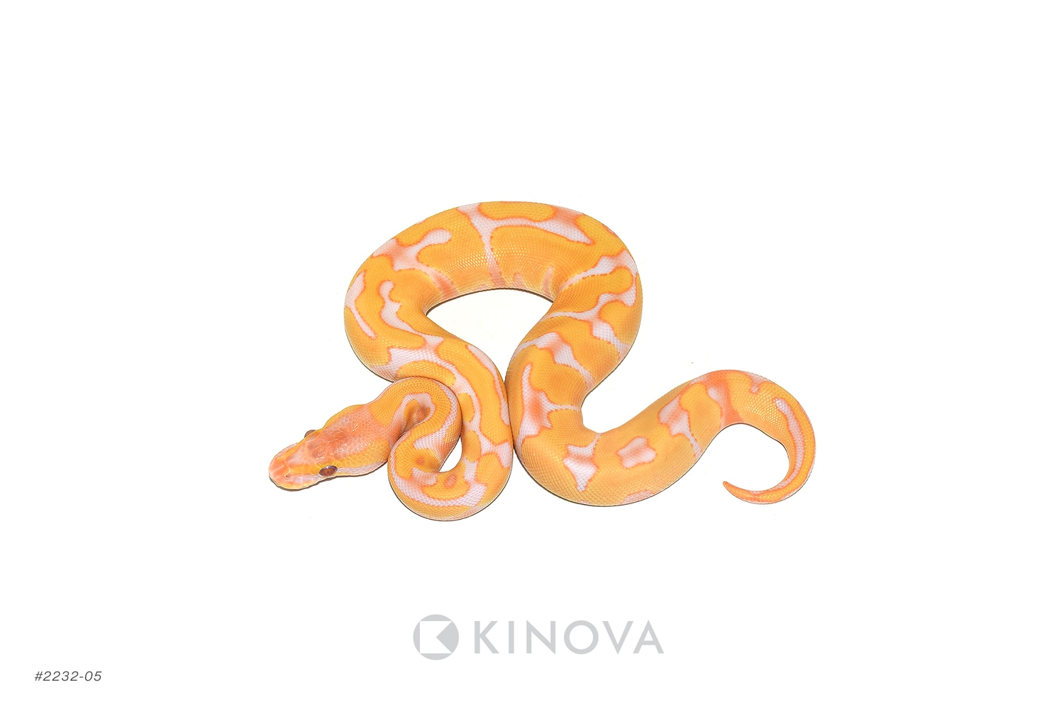 Enchi Lavender Het Pied Ball Python by KINOVA - MorphMarket
