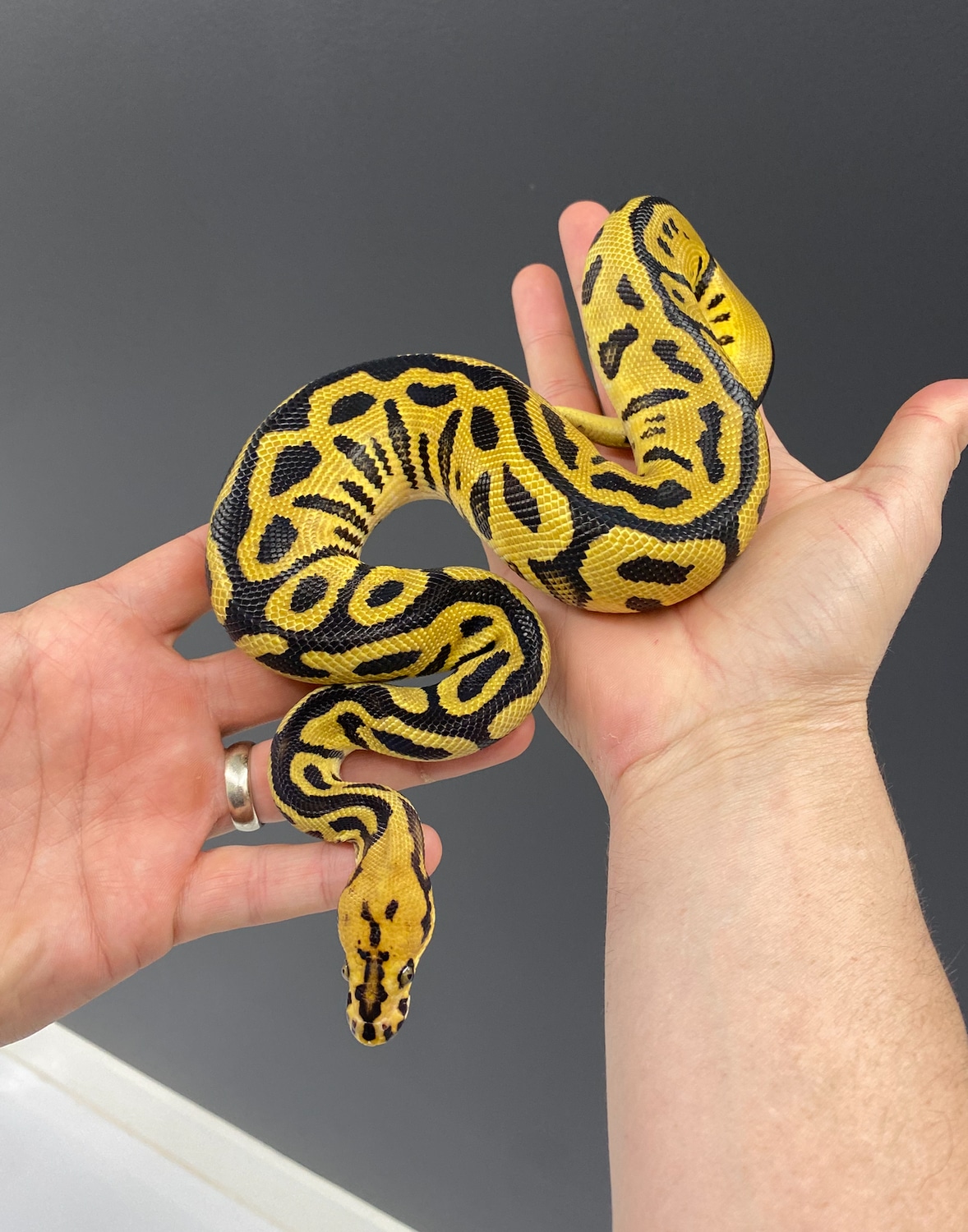 Lace Batman Ball Python by KINOVA - MorphMarket