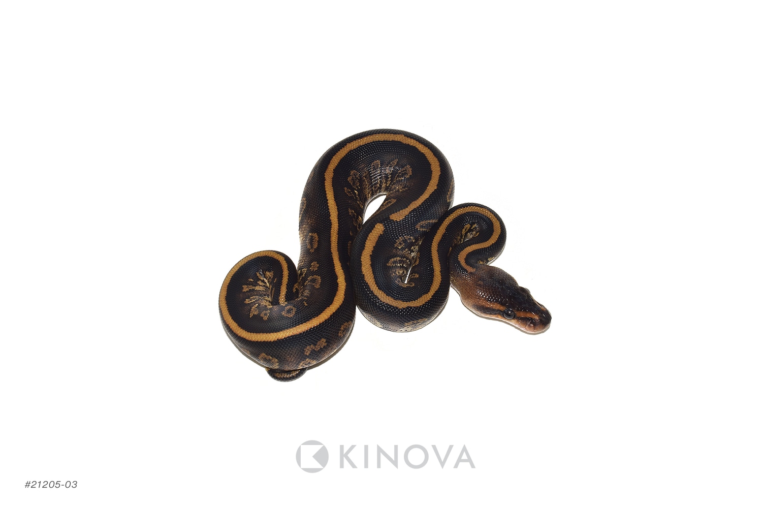 Mahogany Stranger YB Het Clown Ball Python by KINOVA - MorphMarket