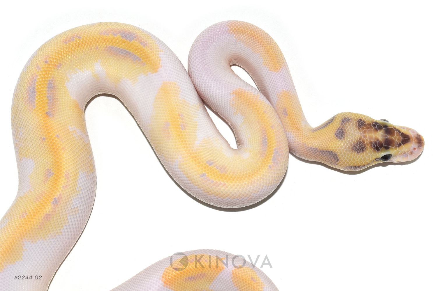 Enchi Leopard Ivory Pied (Possible OD) Ball Python by KINOVA - MorphMarket