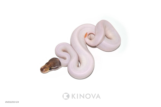 Mojave Fire Pied Ball Python by KINOVA